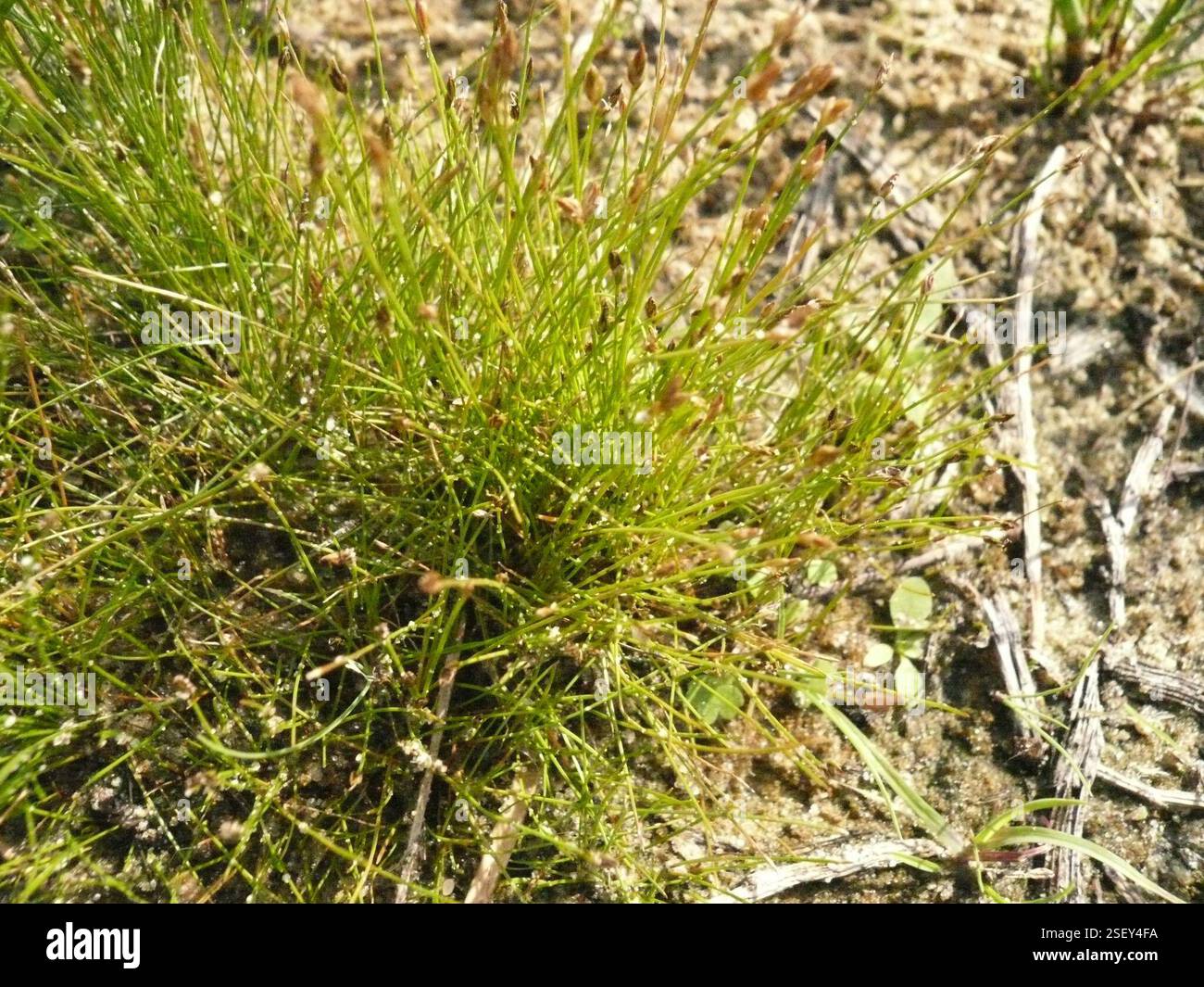Needle Spikerush (Eleocharis acicularis), Plantae, Ичалковский р-н ...