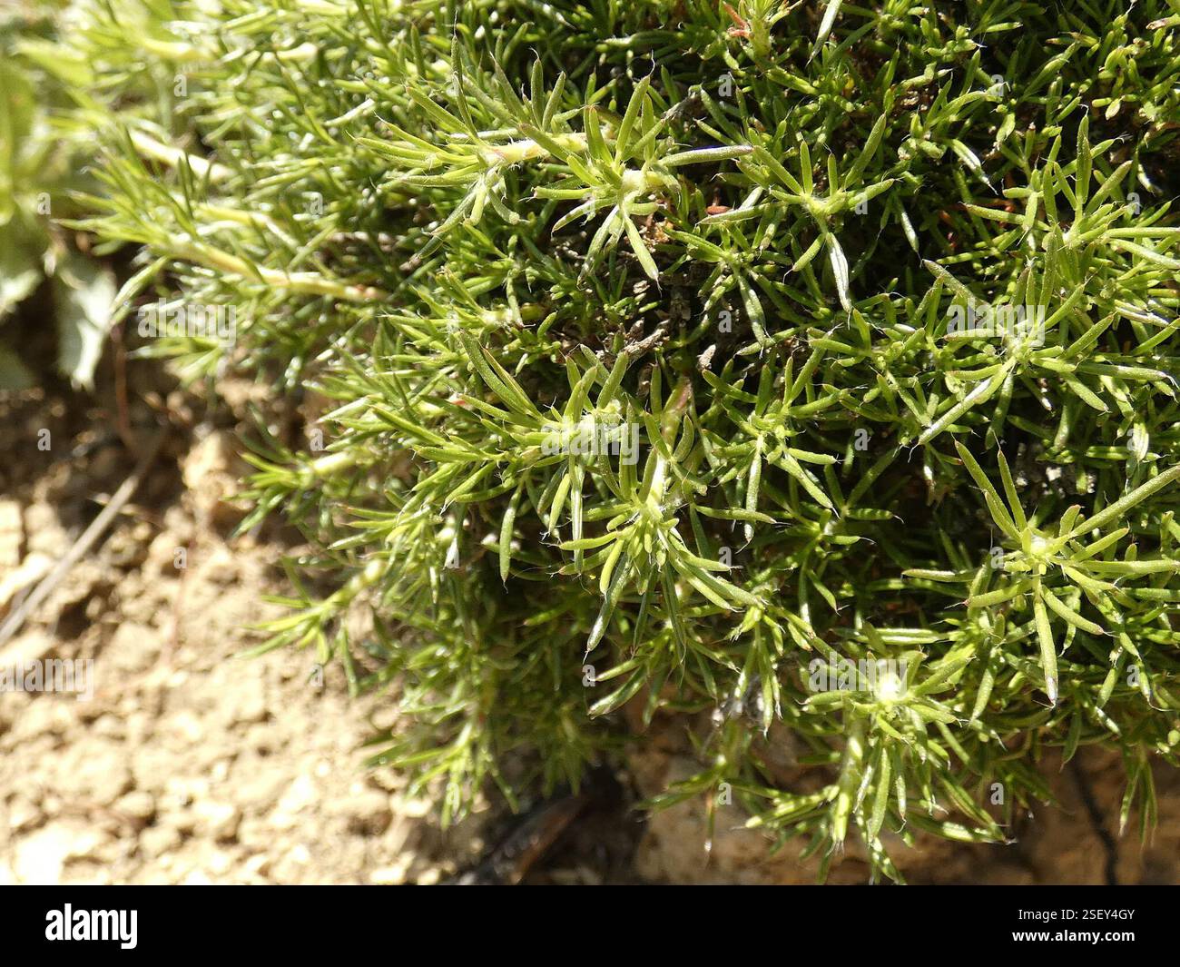 Pearl fruit (Margyricarpus pinnatus), Plantae, TRARUÑE Stock Photo - Alamy