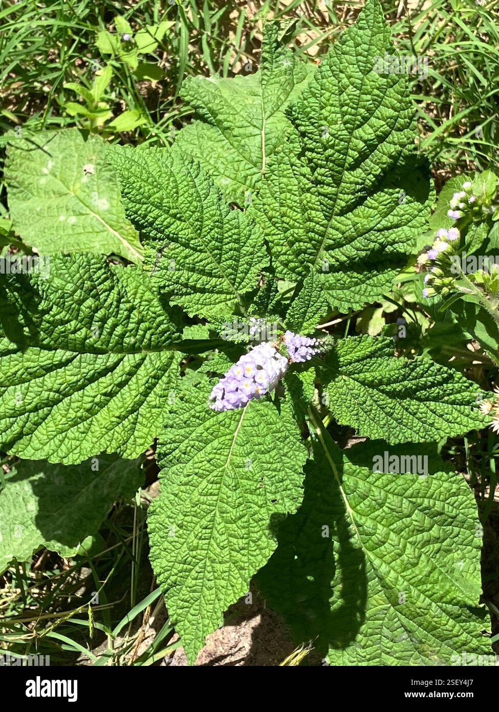 Indian Heliotrope (Heliotropium indicum), Plantae, Saint Peter, MS ...