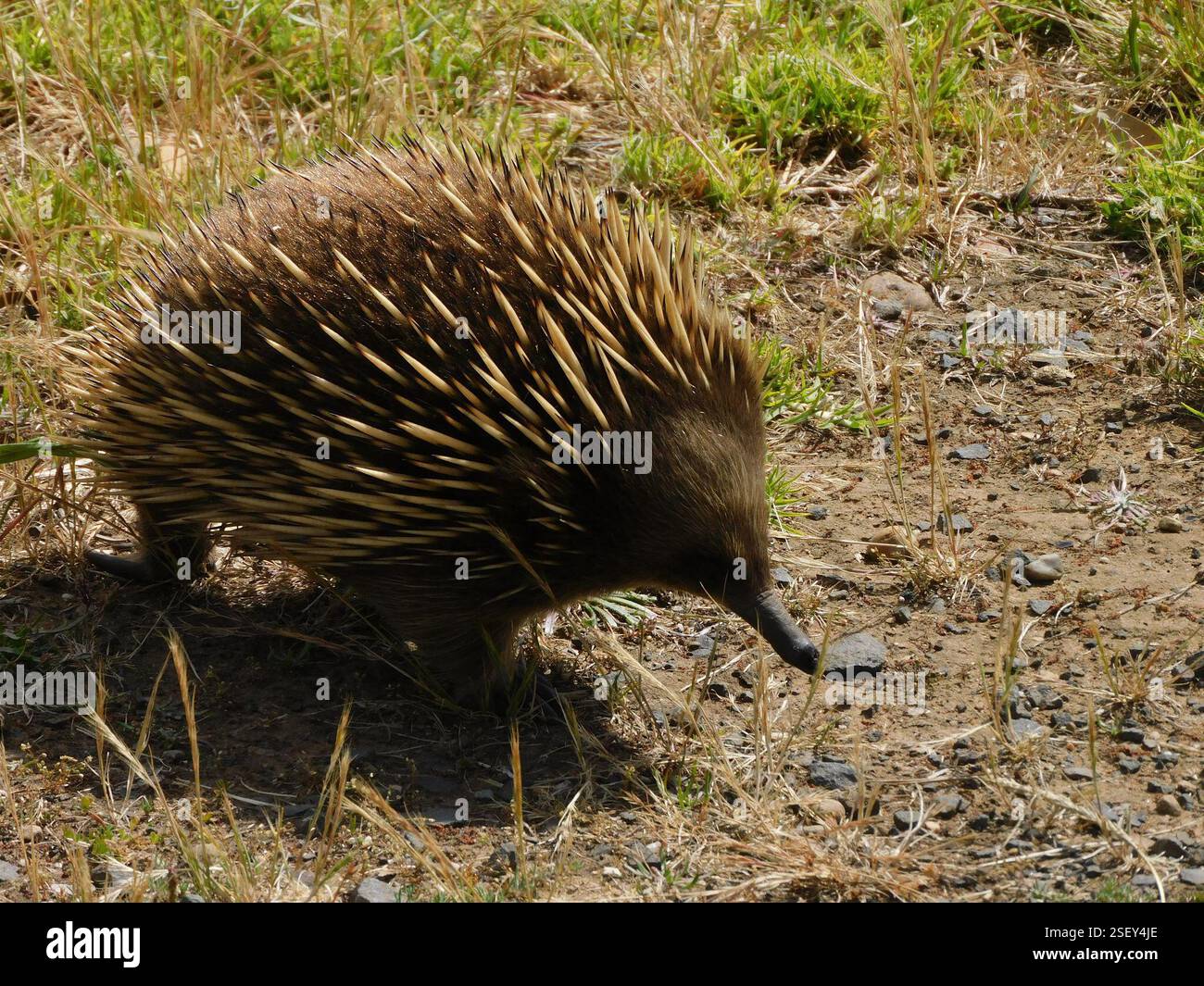 Tasmanian Echidna (Tachyglossus aculeatus setosus), Mammalia, Devonport ...