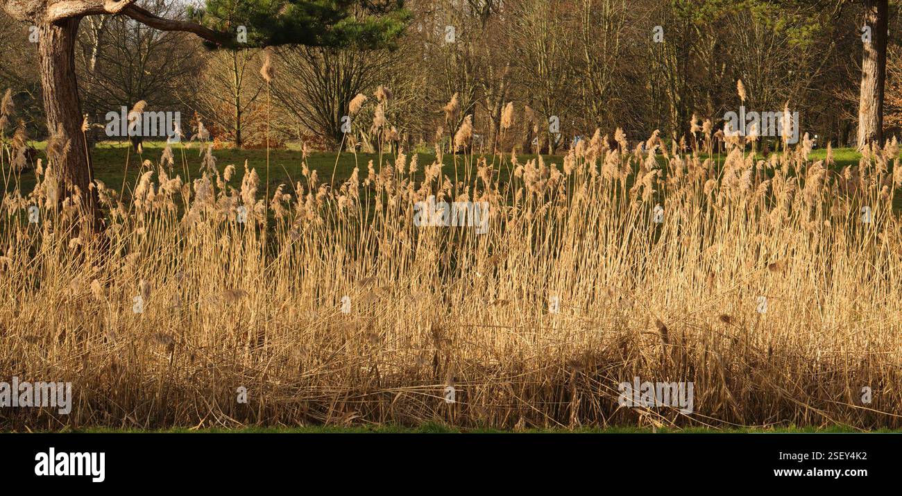 common reed (Phragmites australis), Plantae, Sefton Park, Mossley Hill ...