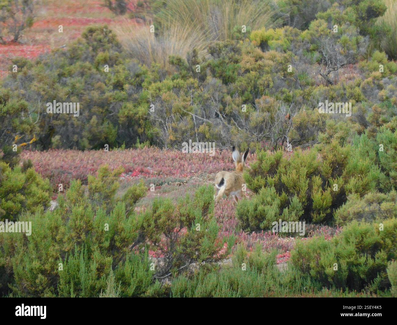 Brown Hare (Lepus europaeus), Mammalia, Penna TAS 7171, Australia Stock ...