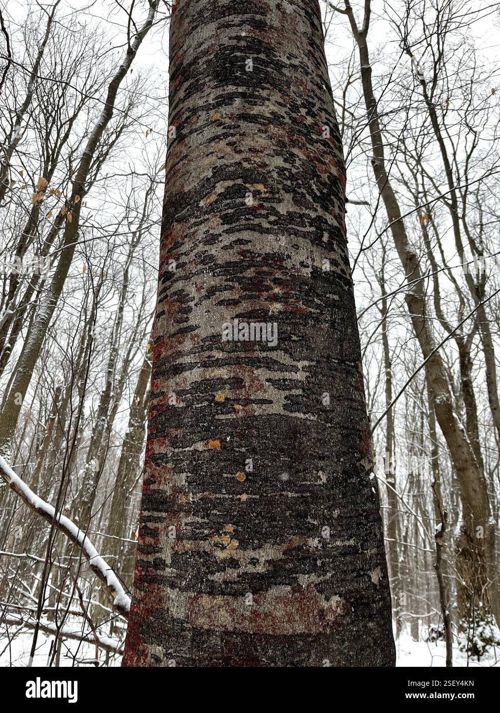 Beech Bark Canker Fungus (Neonectria faginata), Fungi, Northern Bruce ...
