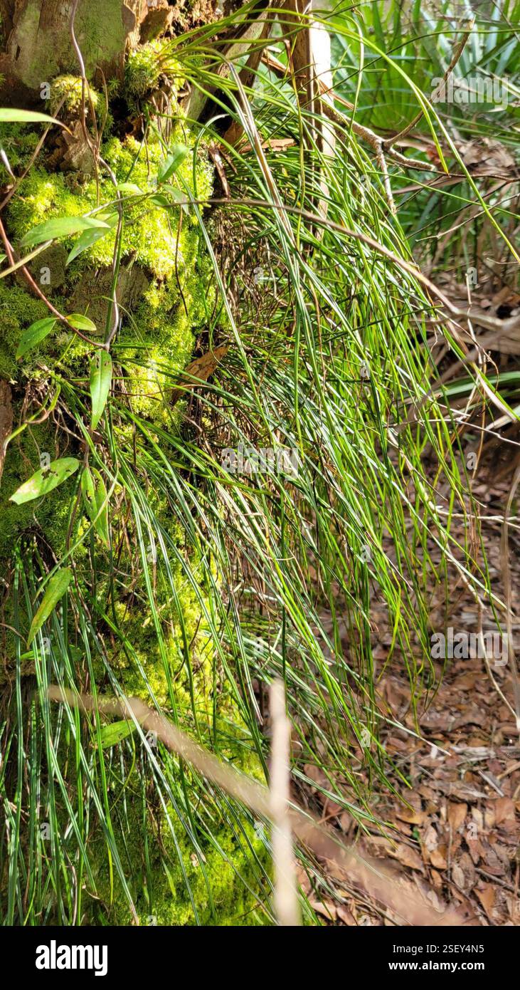 Shoestring Fern (Vittaria lineata), Plantae, Silver Springs, FL 34488 ...