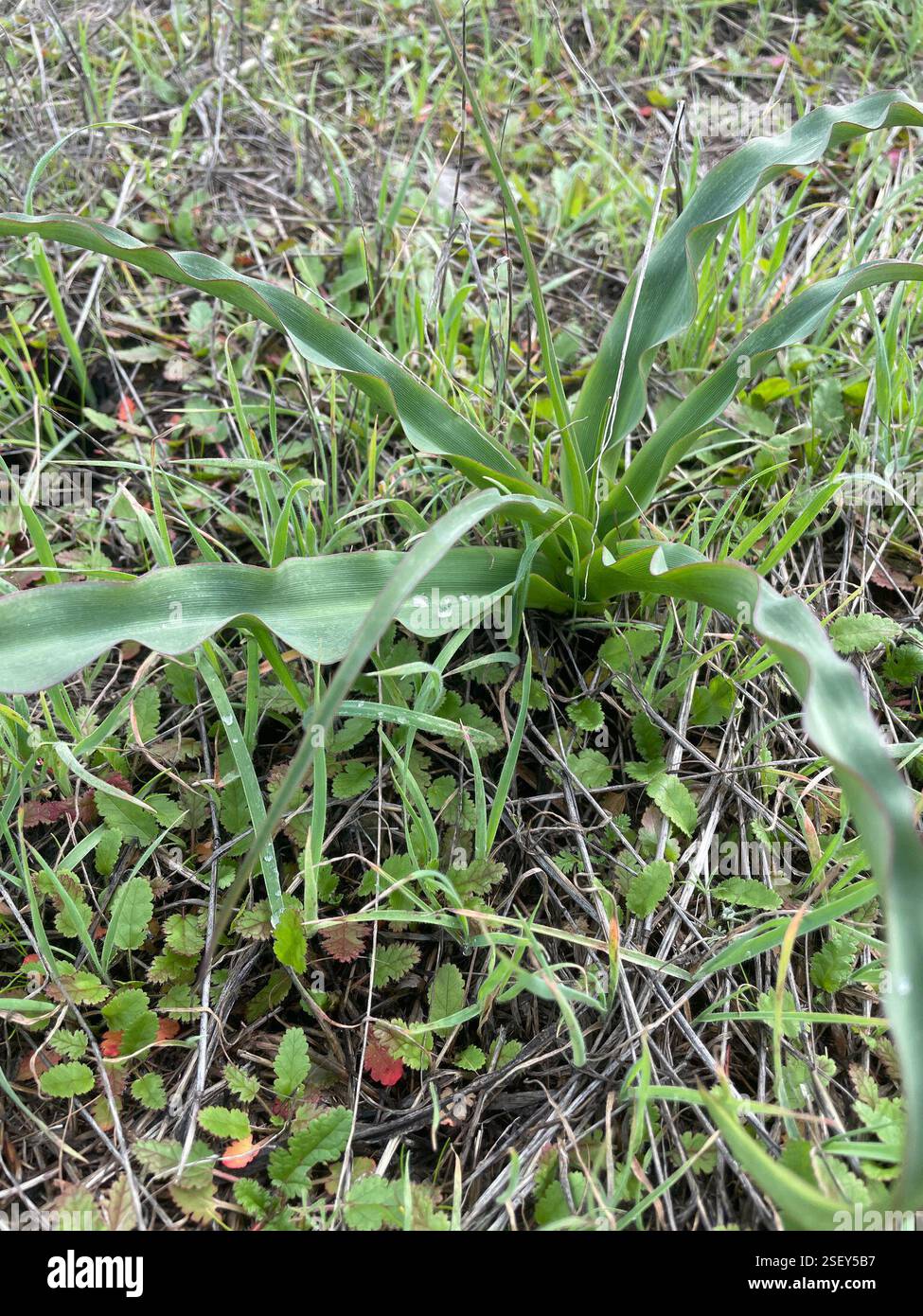 wavy-leafed soap plant (Chlorogalum pomeridianum), Plantae, Evergreen ...