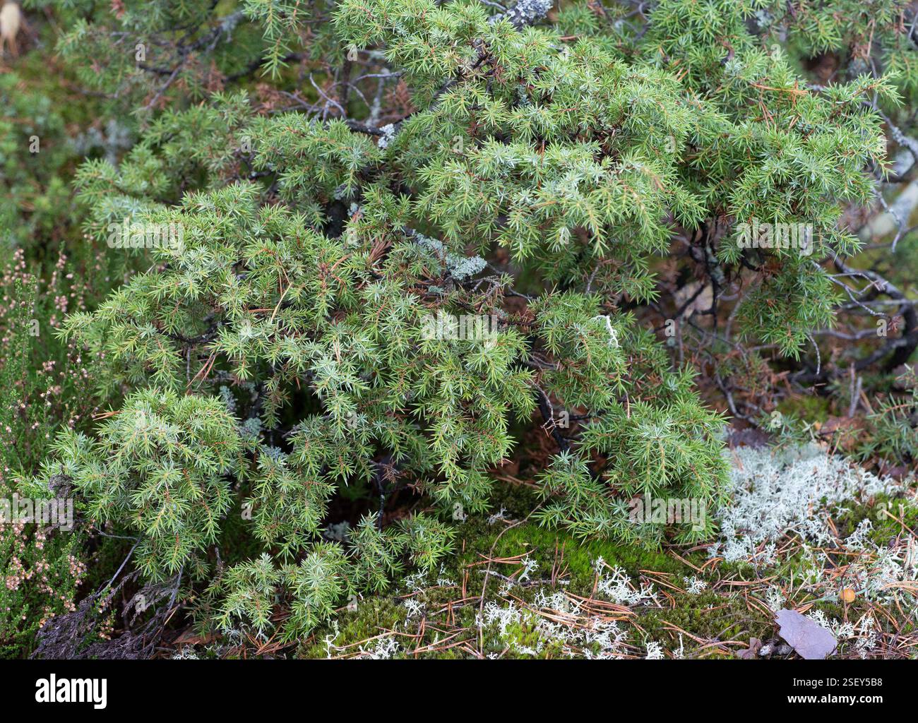 common juniper (Juniperus communis), Plantae, Nacka, Stockholm, Sweden ...