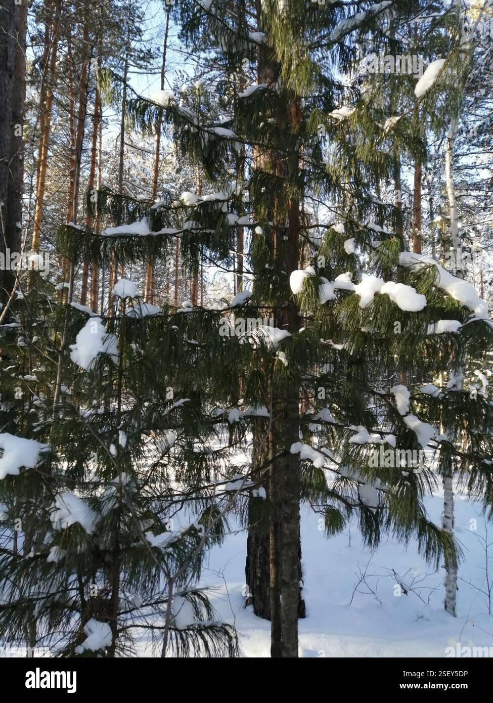 Siberian pine (Pinus sibirica), Plantae, Иркутская обл., Россия, 665490 ...