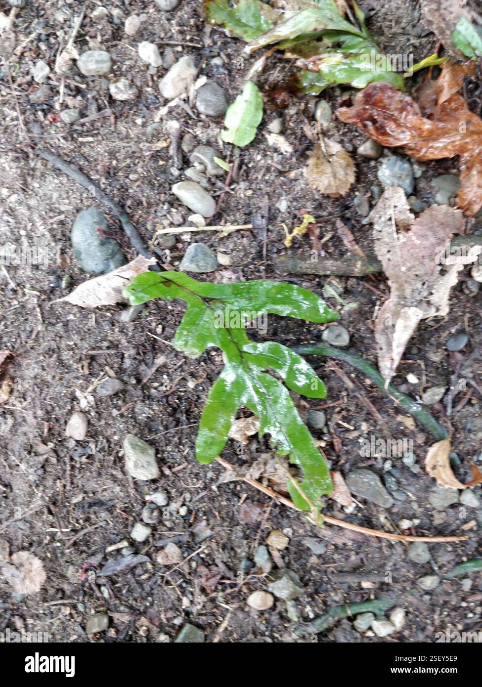 Kangaroo Fern (Microsorum pustulatum pustulatum), Plantae, Westland, NZ ...