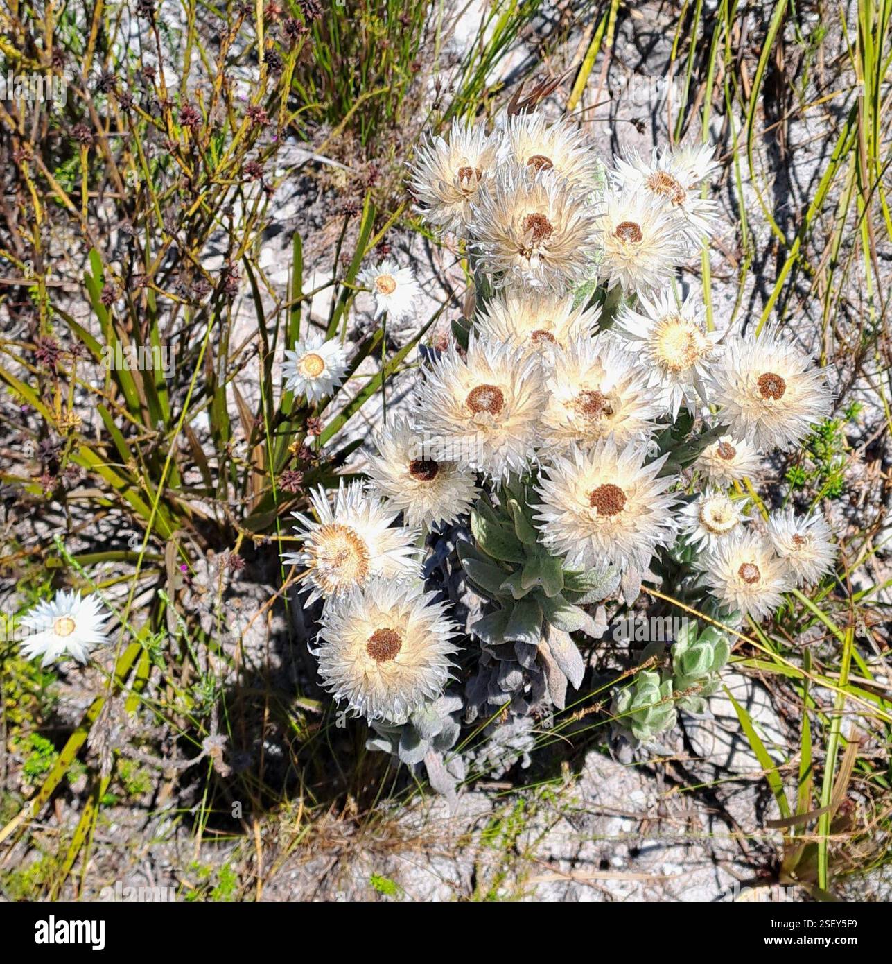 Cape Snow (Syncarpha vestita), Plantae, Palmiet trail, Kogelberg ...