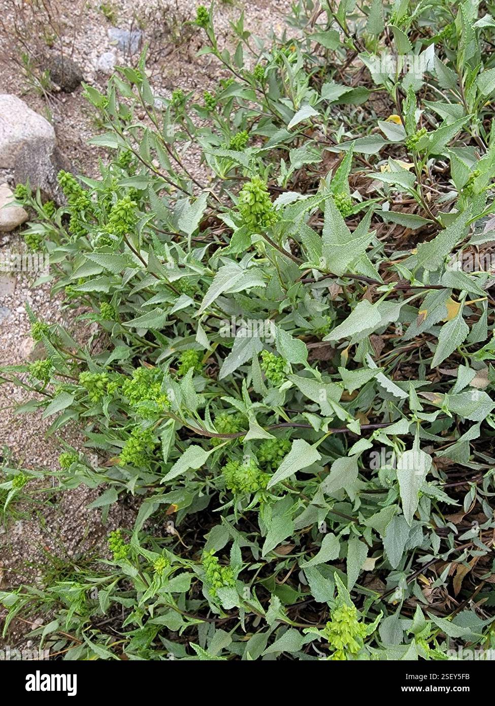 triangle-leaf bursage (Ambrosia deltoidea), Plantae, Maricopa County ...