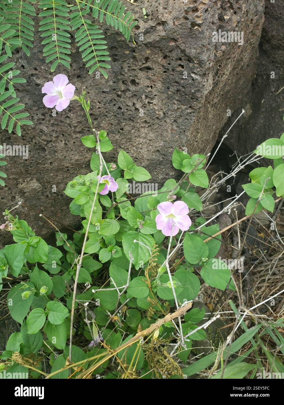 Asian Coromandel (Asystasia gangetica), Plantae, Waimanalo, HI 96795 ...