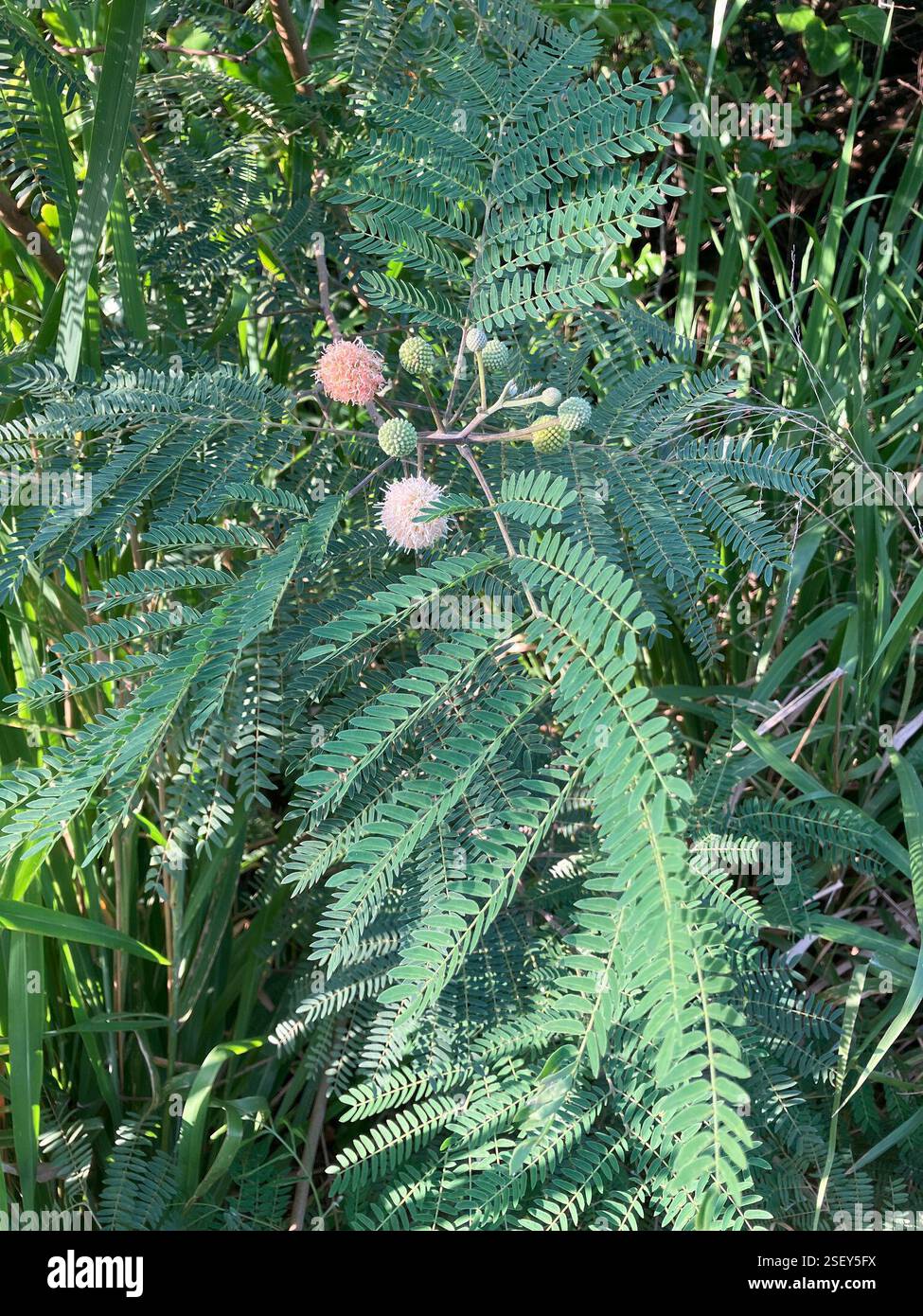 White leadtree (Leucaena leucocephala), Plantae, Saint Peter, MS Stock ...