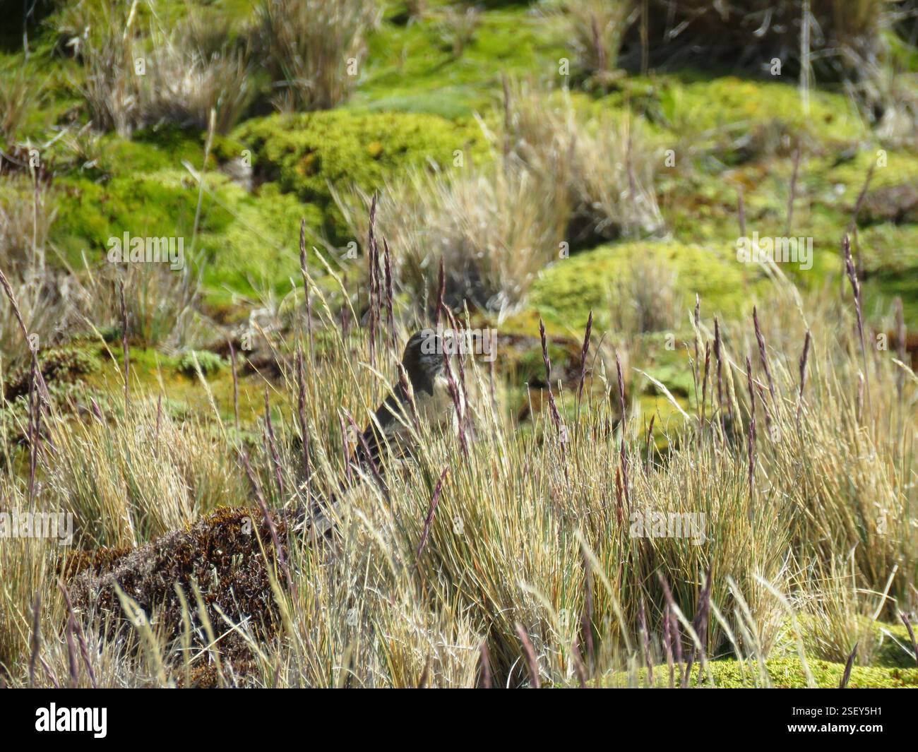 Buff-winged Cinclodes (Cinclodes fuscus), Aves, Cerro Cortez Stock ...