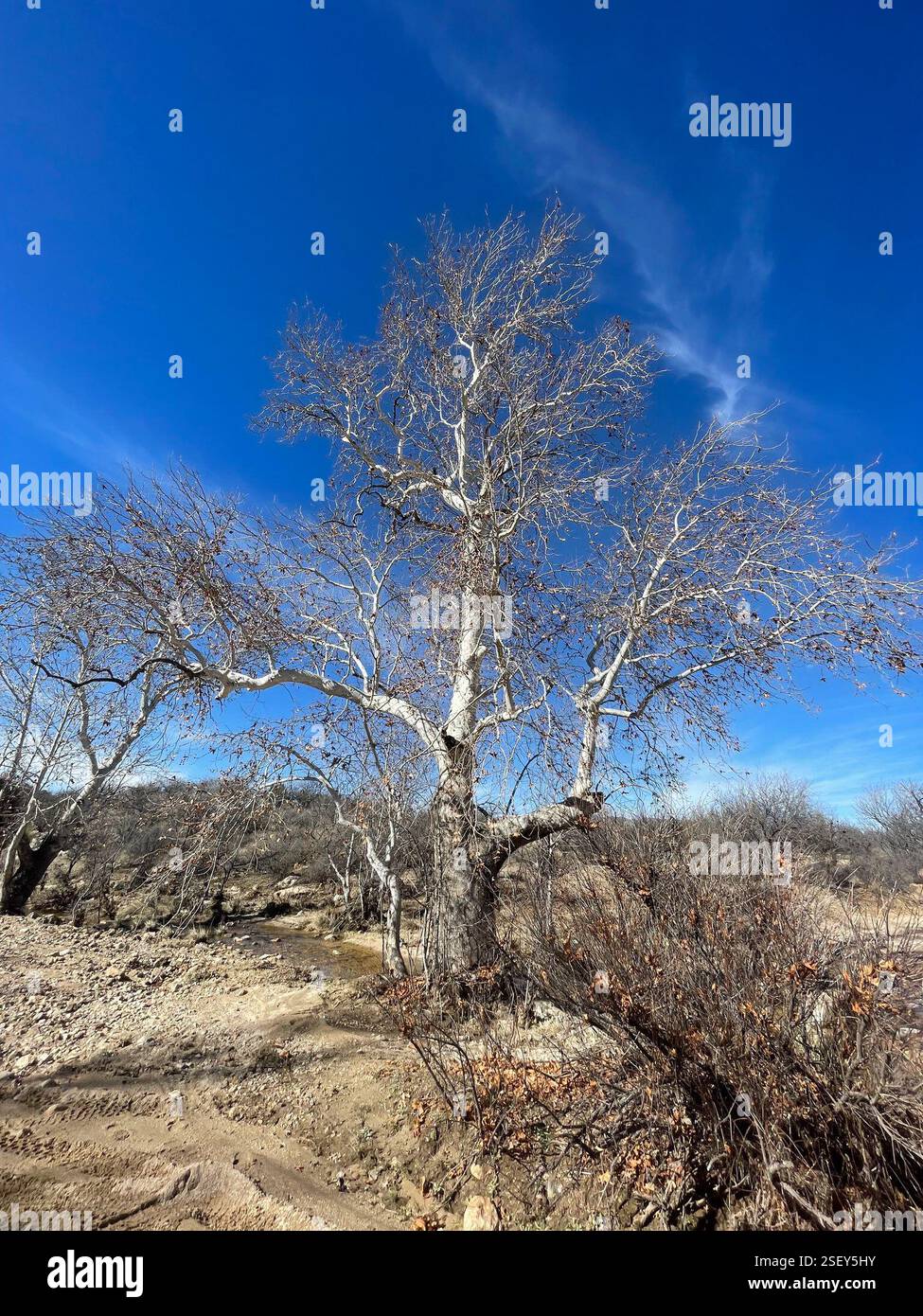 Arizona sycamore (Platanus wrightii), Plantae, Coronado National Forest ...