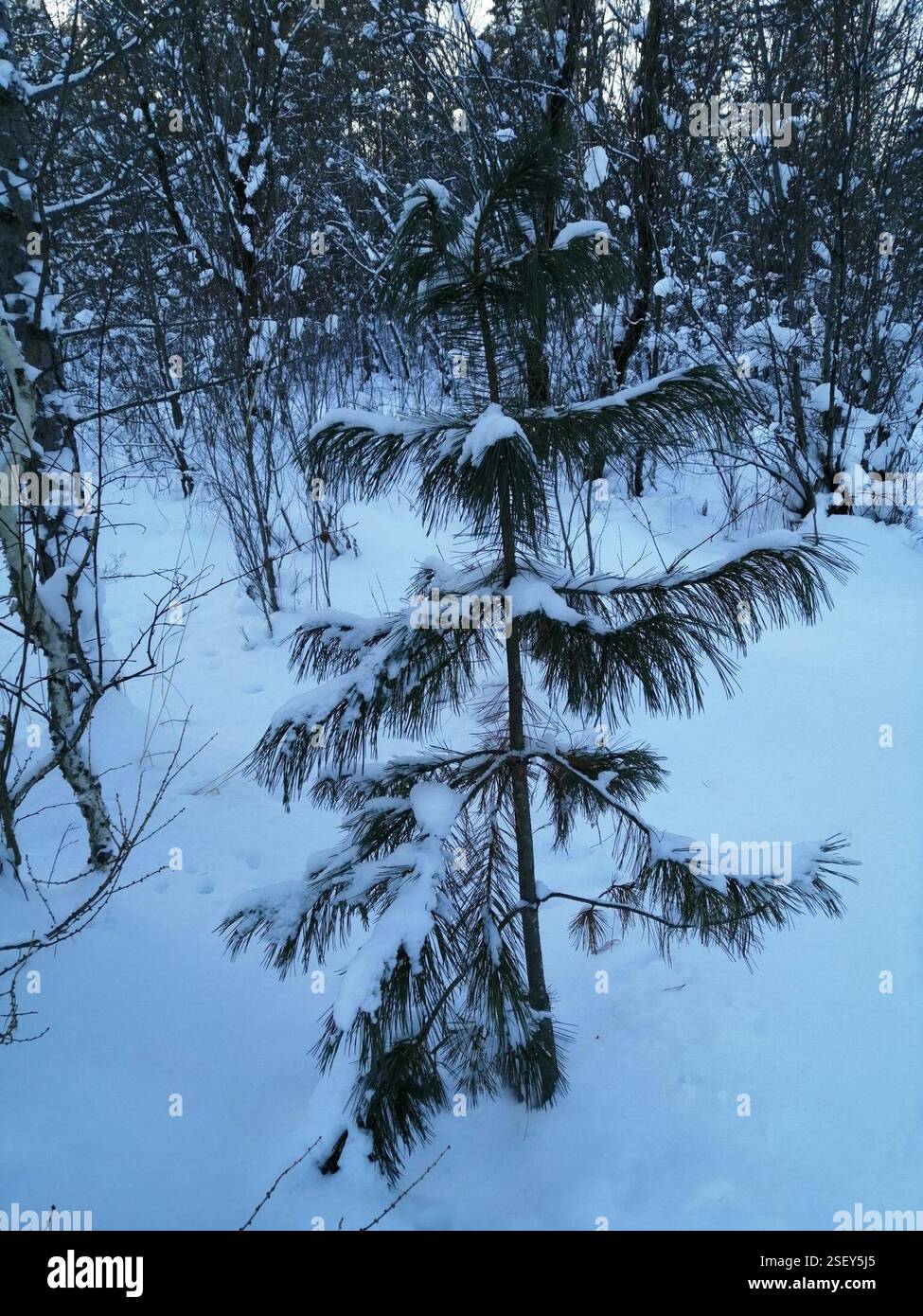 Siberian pine (Pinus sibirica), Plantae, Октябрьский, Иркутская обл ...