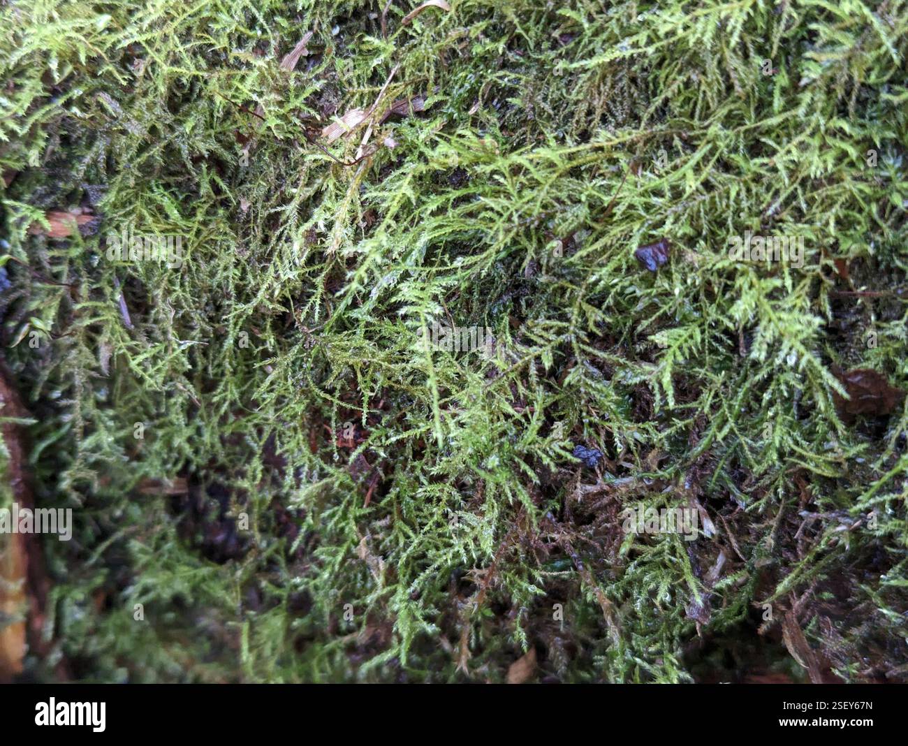 Common Feather-moss (Kindbergia praelonga), Plantae, Vancouver, BC V6G ...