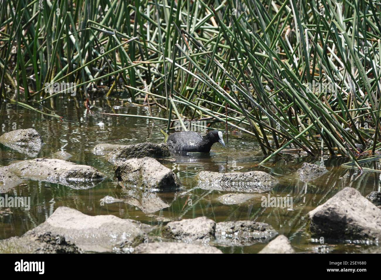 Australasian Coot (Fulica atra australis), Aves, Melbourne VIC ...