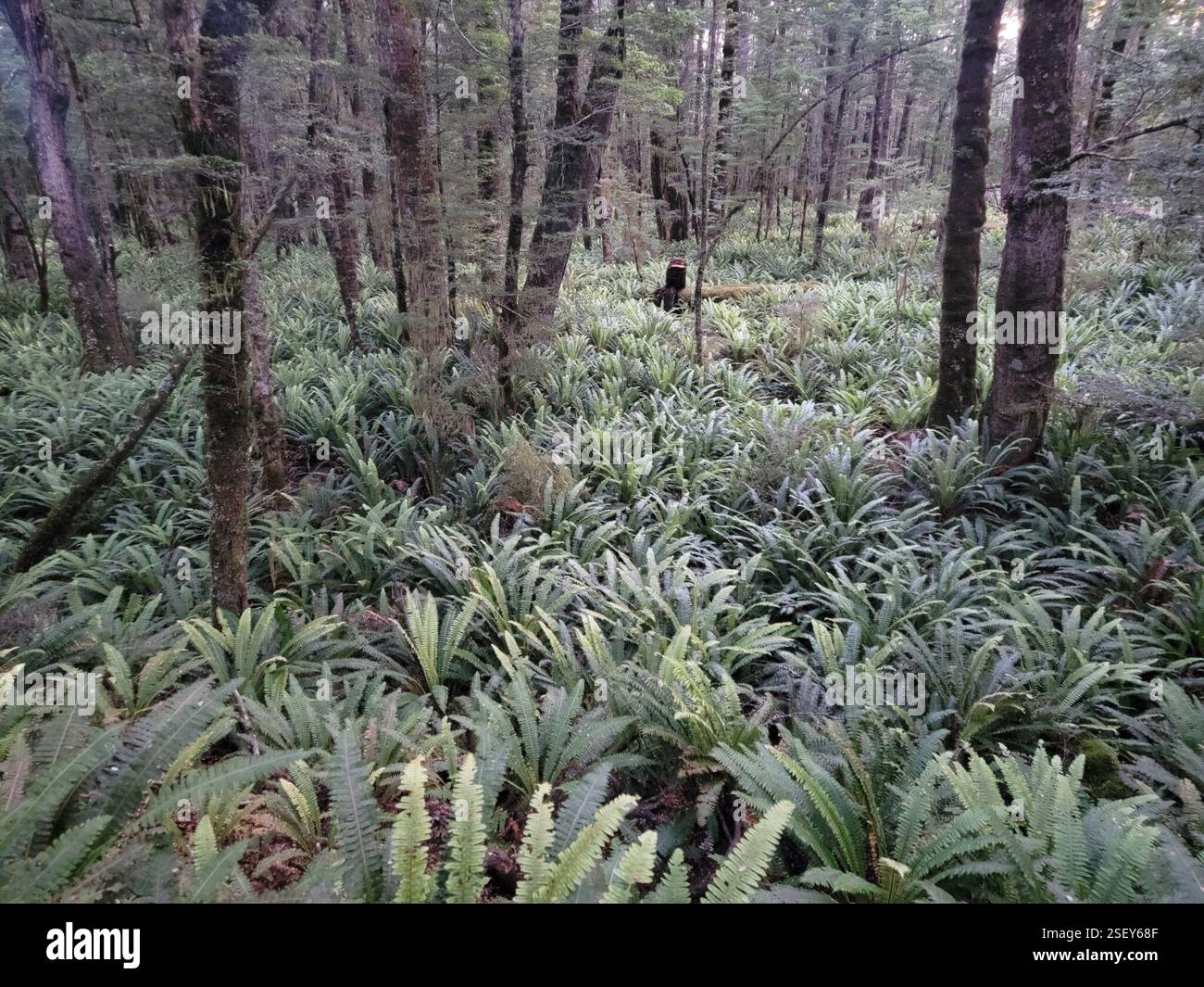 Crown Fern (Lomaria discolor), Plantae, Te Anau Stock Photo - Alamy