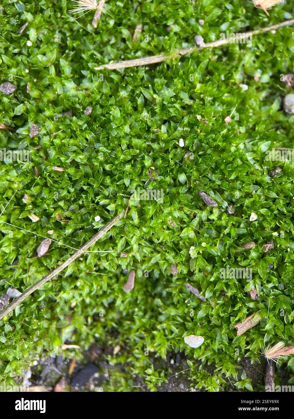 joint-toothed mosses (Bryopsida), Plantae, Waterfront Dr, Los Angeles ...