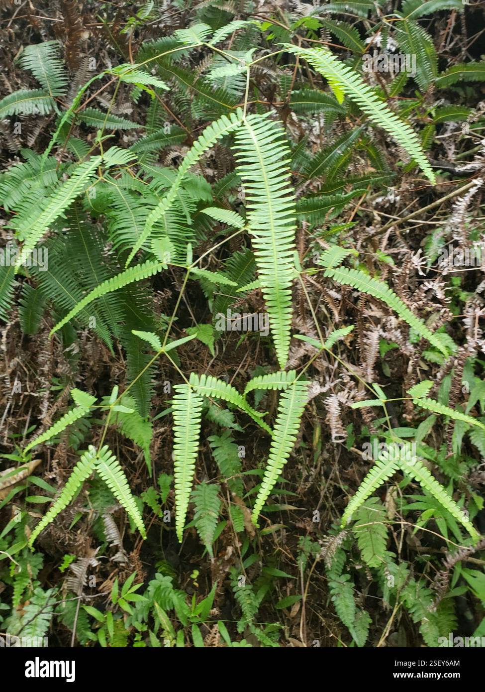 false staghorn fern (Dicranopteris linearis), Plantae, Aiea, HI 96701 ...