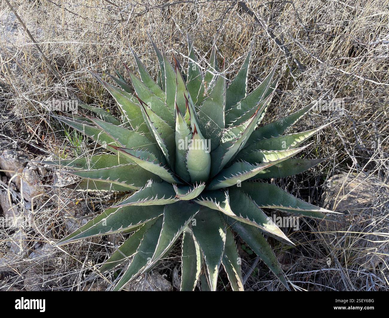 century plants (Agave), Plantae, Coronado National Forest, Tucson, AZ ...