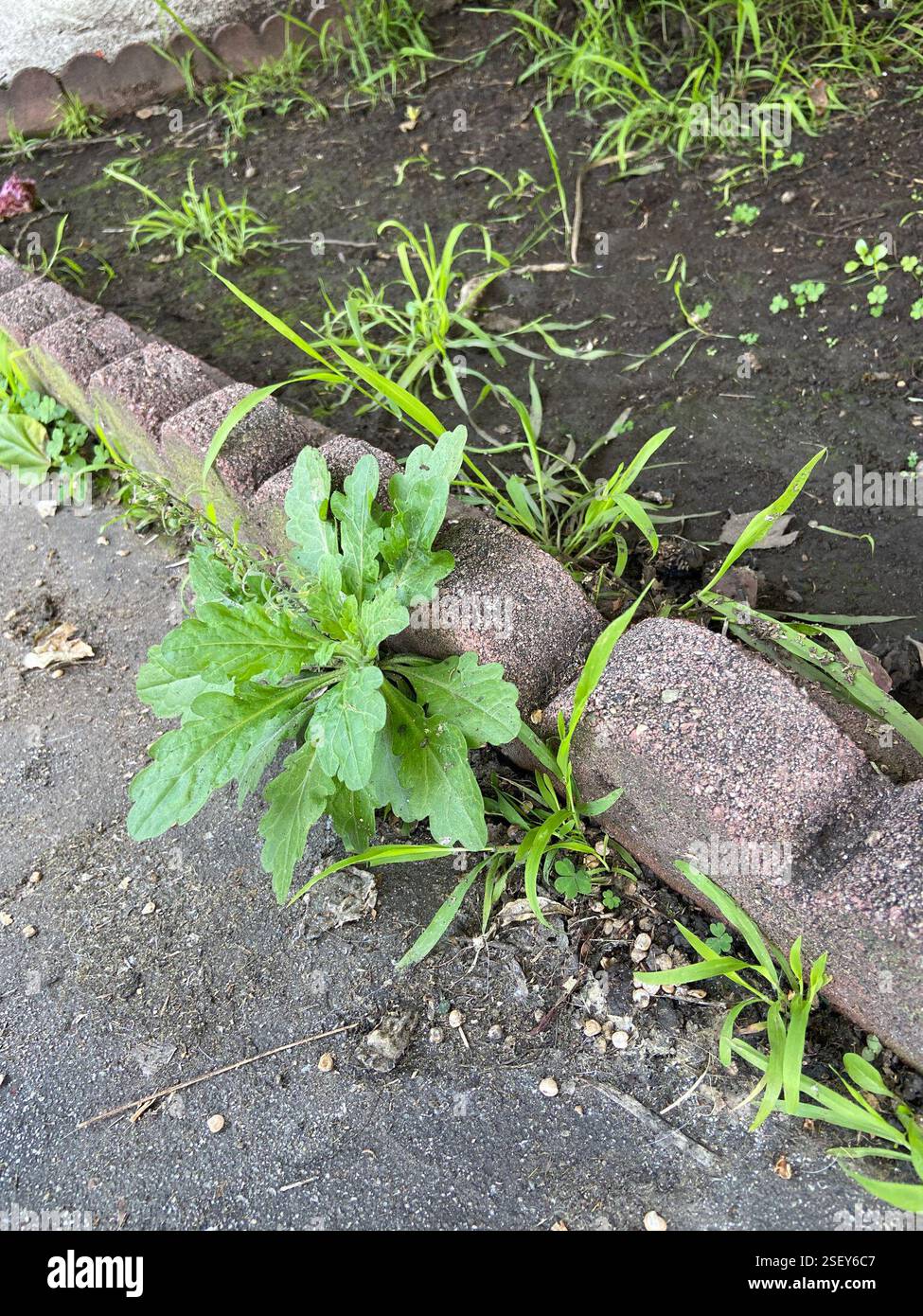 (Asteroideae), Plantae, Los Angeles County, US-CA, US Stock Photo - Alamy