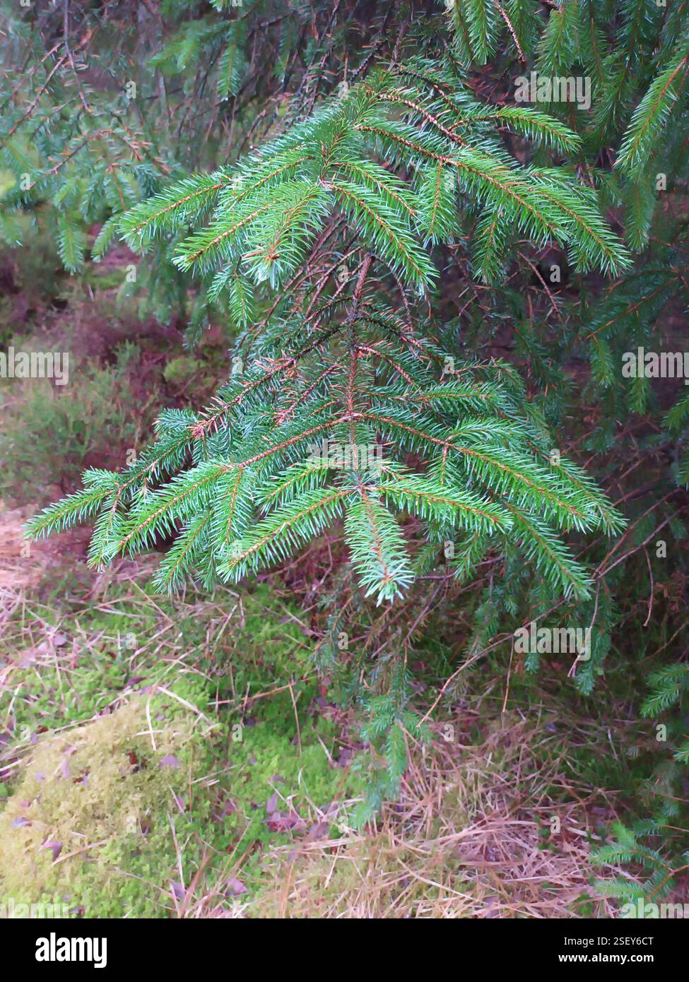 Sitka spruce (Picea sitchensis), Plantae, Northumberland, UK Stock ...