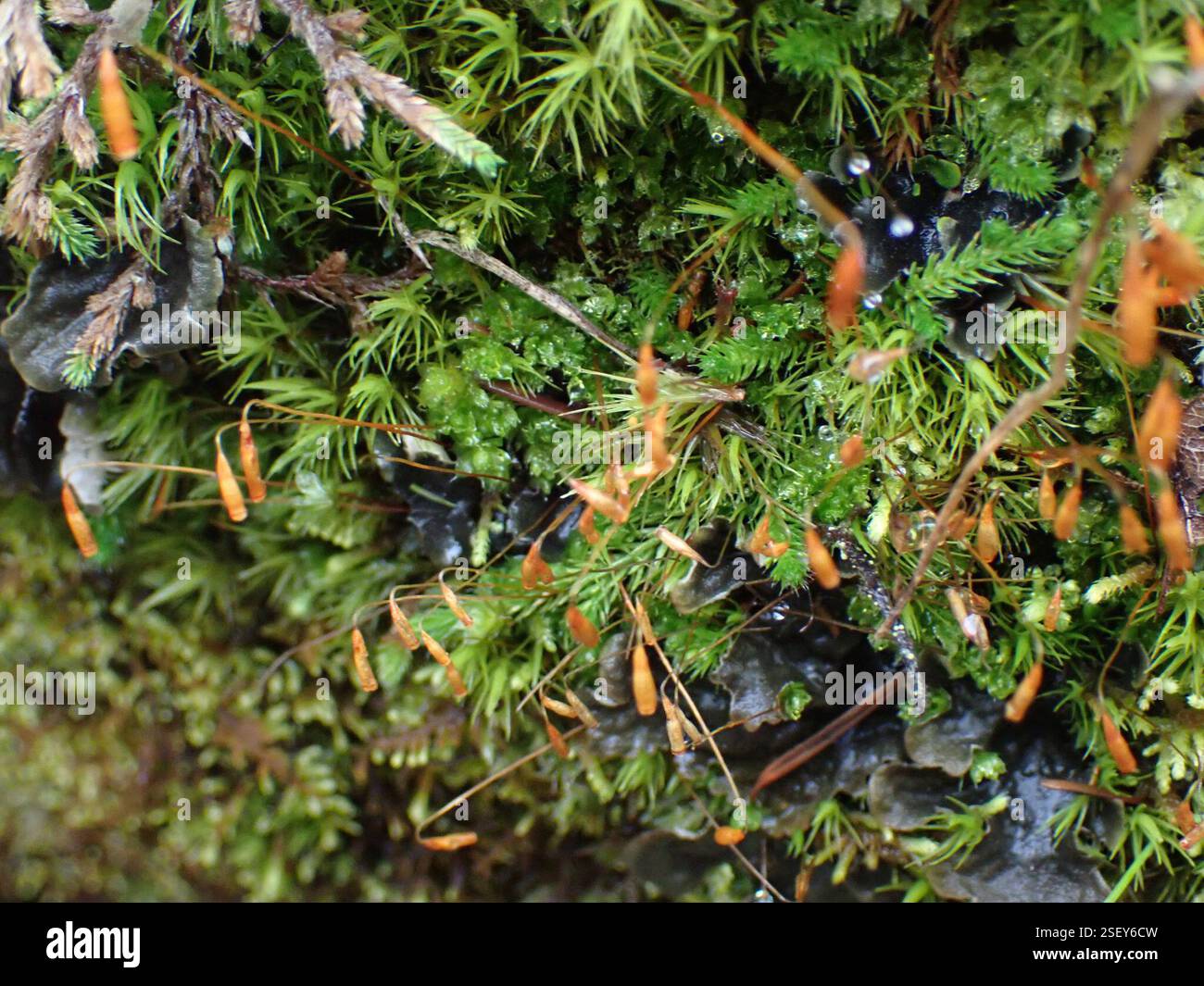 Capillary Thread-moss (Ptychostomum capillare), Plantae, Capital ...
