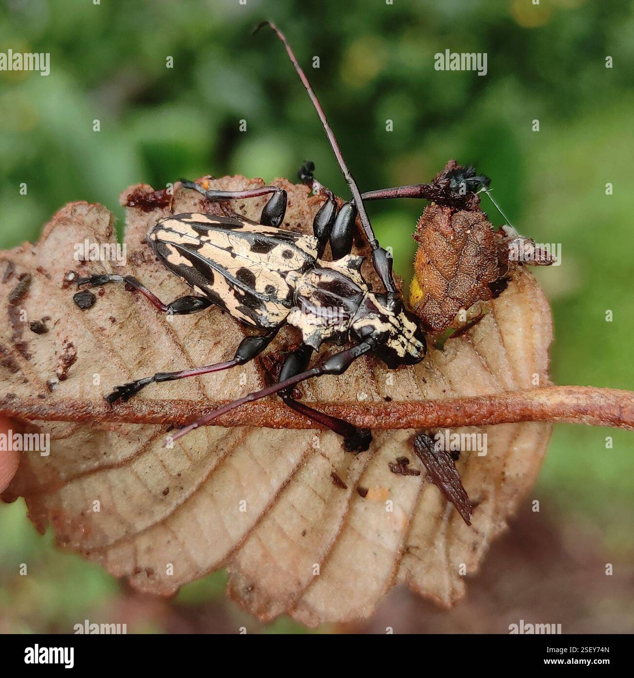 (Steirastoma), Insecta, Cachoeira, Ibiúna - SP, 18150-000, Brasil Stock ...
