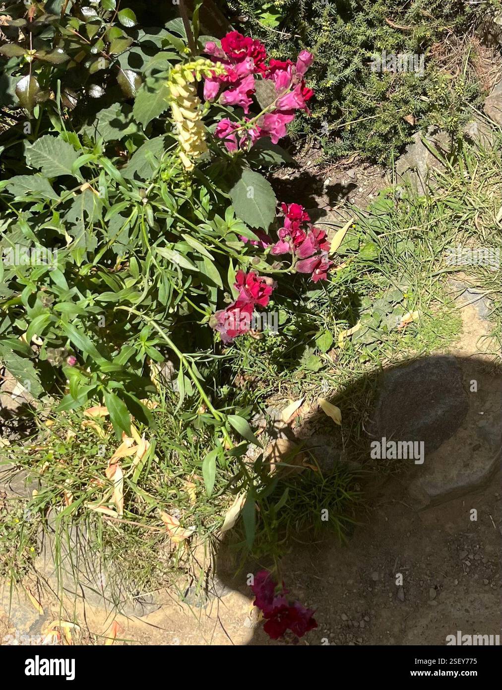 Snapdragon (Antirrhinum majus), Plantae, North Island, Matamata ...