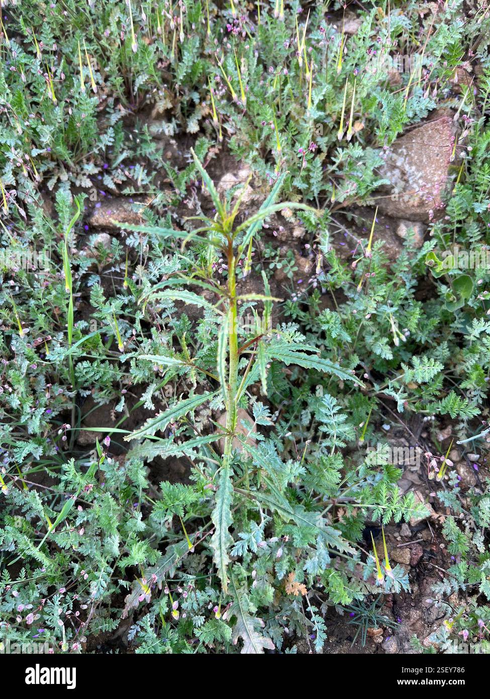 California primrose (Eulobus californicus), Plantae, Yorba Linda, CA ...