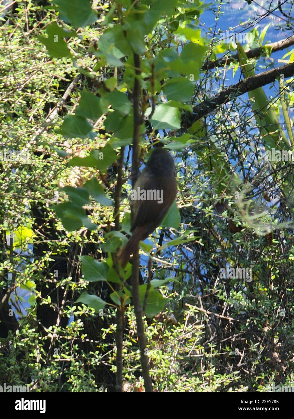 New Zealand Brown Creeper (Mohoua novaeseelandiae), Aves, 85J6+JW ...
