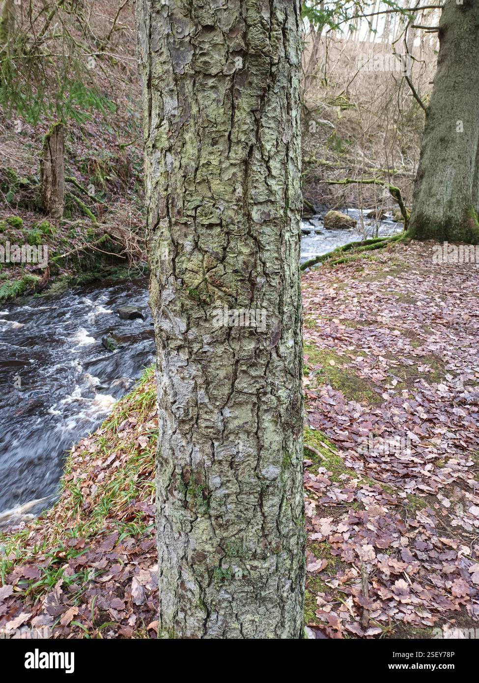 Norway spruce (Picea abies), Plantae, Northumberland, UK Stock Photo ...