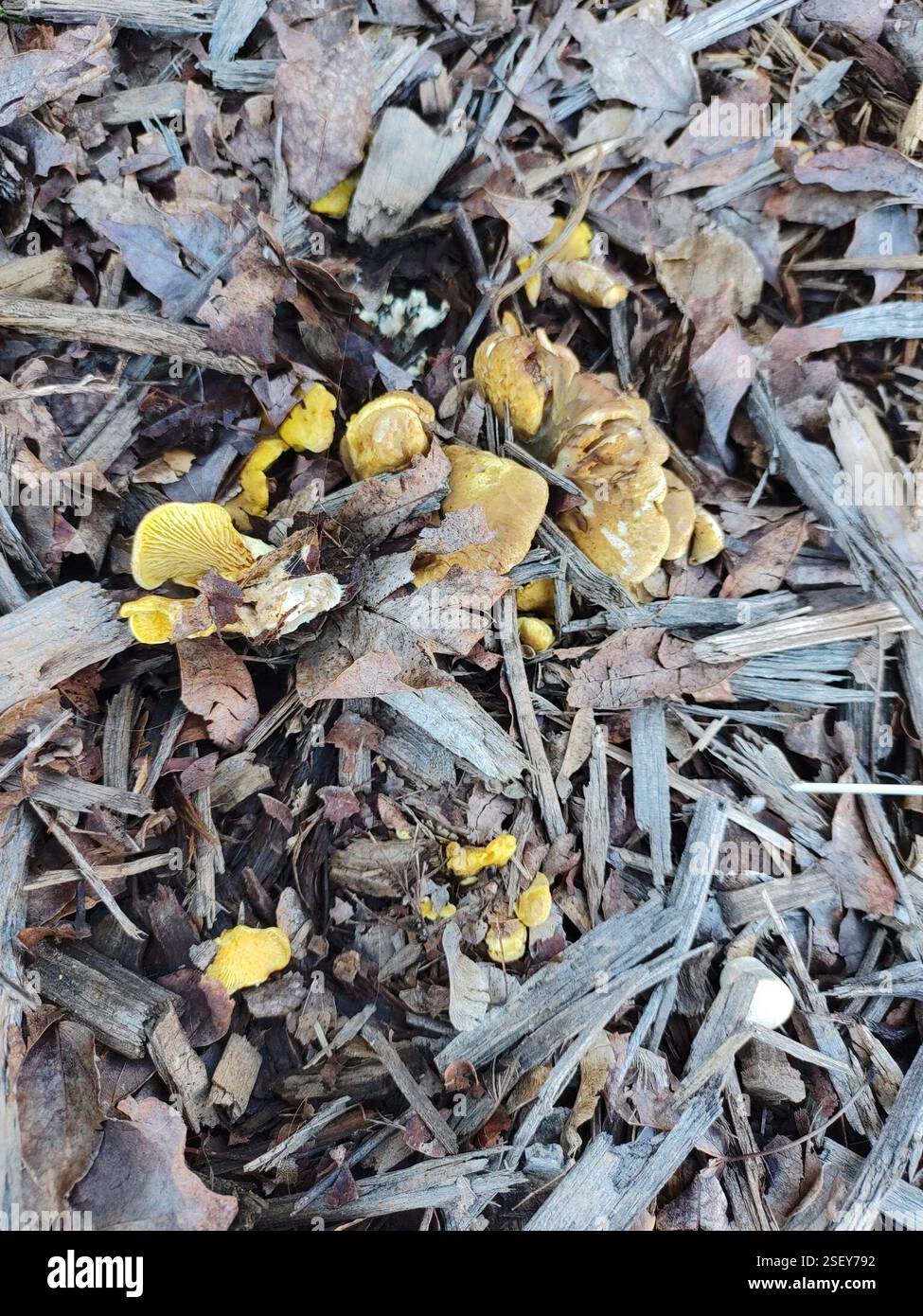 (Tapinella), Fungi, Moffit Library: Memorial Glade, Berkeley, CA 94709 ...