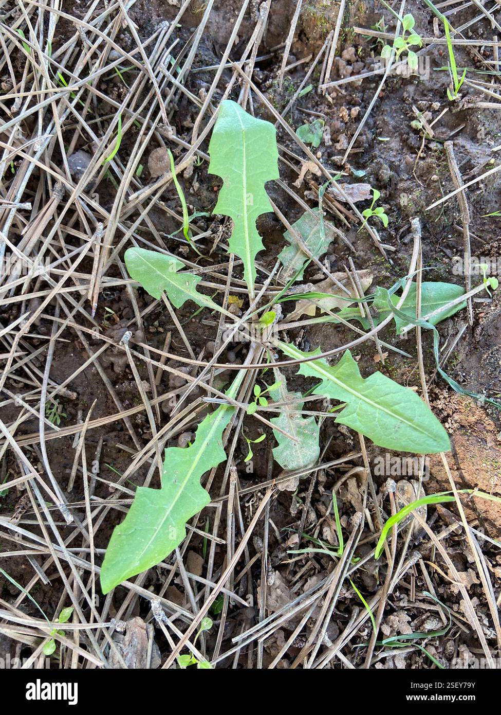Lettuce, Chicory, Dandelion and Salsify Tribe (Cichorieae), Plantae, Los Angeles County, US-CA ...