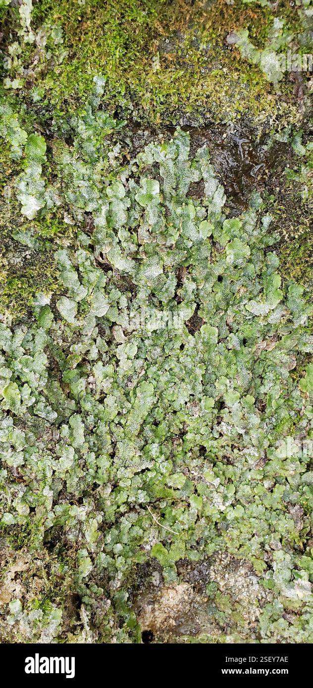 Snakewort (Conocephalum salebrosum), Plantae, Hilton Falls Conservation ...