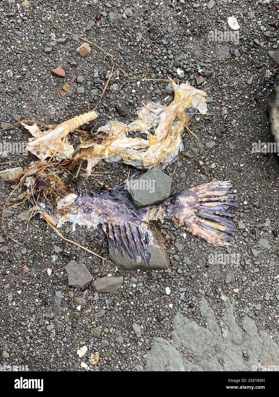 Lingcod (Ophiodon elongatus), Actinopterygii, Hathaway Rd, Nanaimo, BC ...