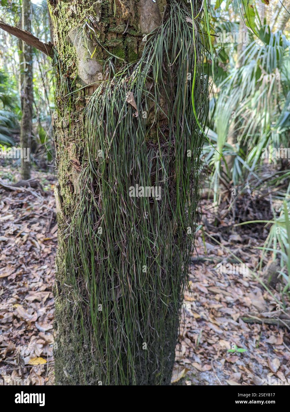 Shoestring Fern (Vittaria lineata), Plantae, PT ORANGE, FL 32128, USA ...