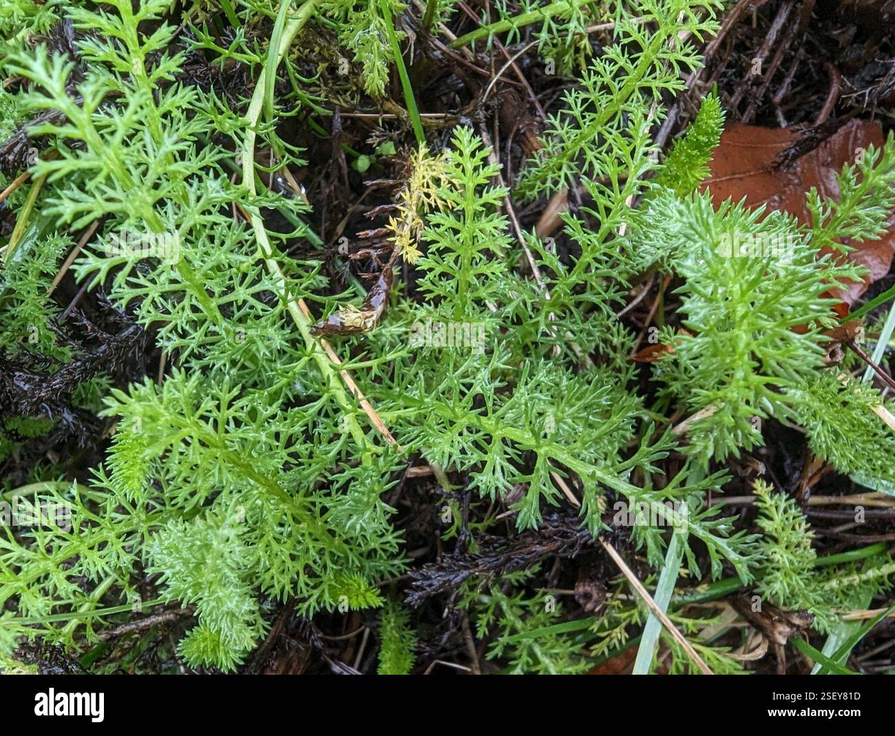 common yarrow (Achillea millefolium), Plantae, Vancouver, BC V6G 2W9 ...