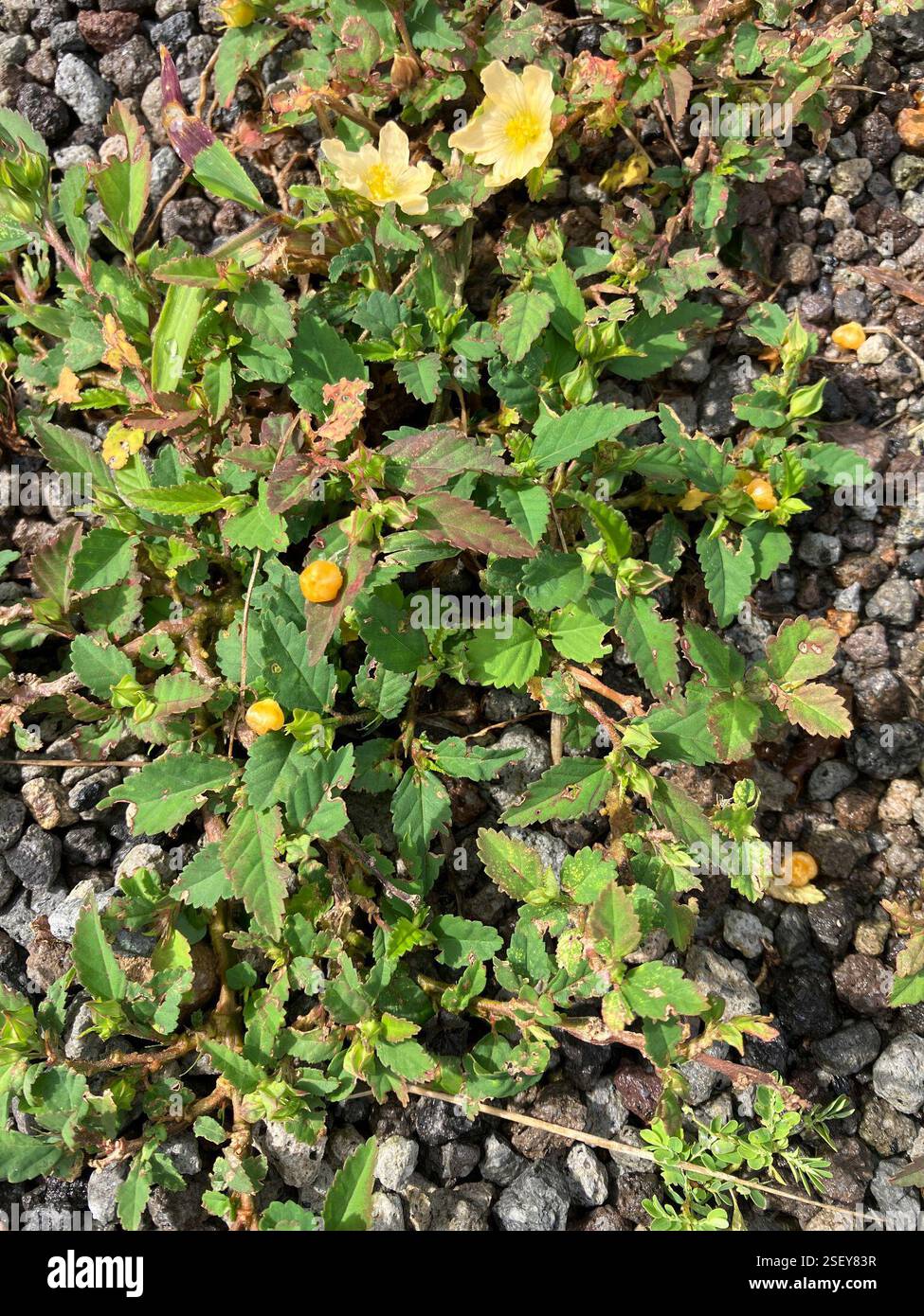 Common Fanpetals (Sida ulmifolia), Plantae, Saint Peter, MS Stock Photo ...