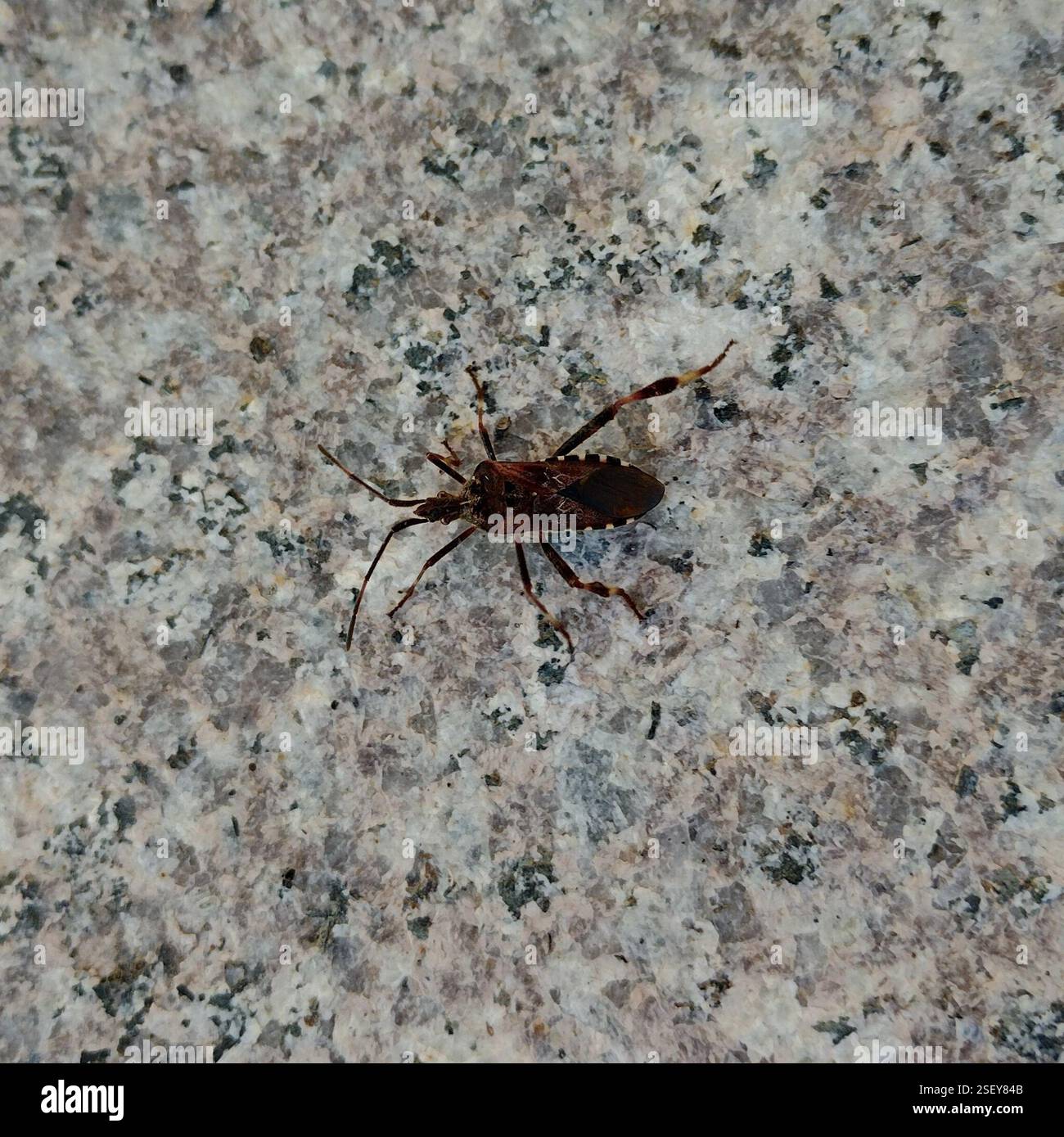 Western Conifer Seed Bug (Leptoglossus occidentalis), Insecta, 2228 ...