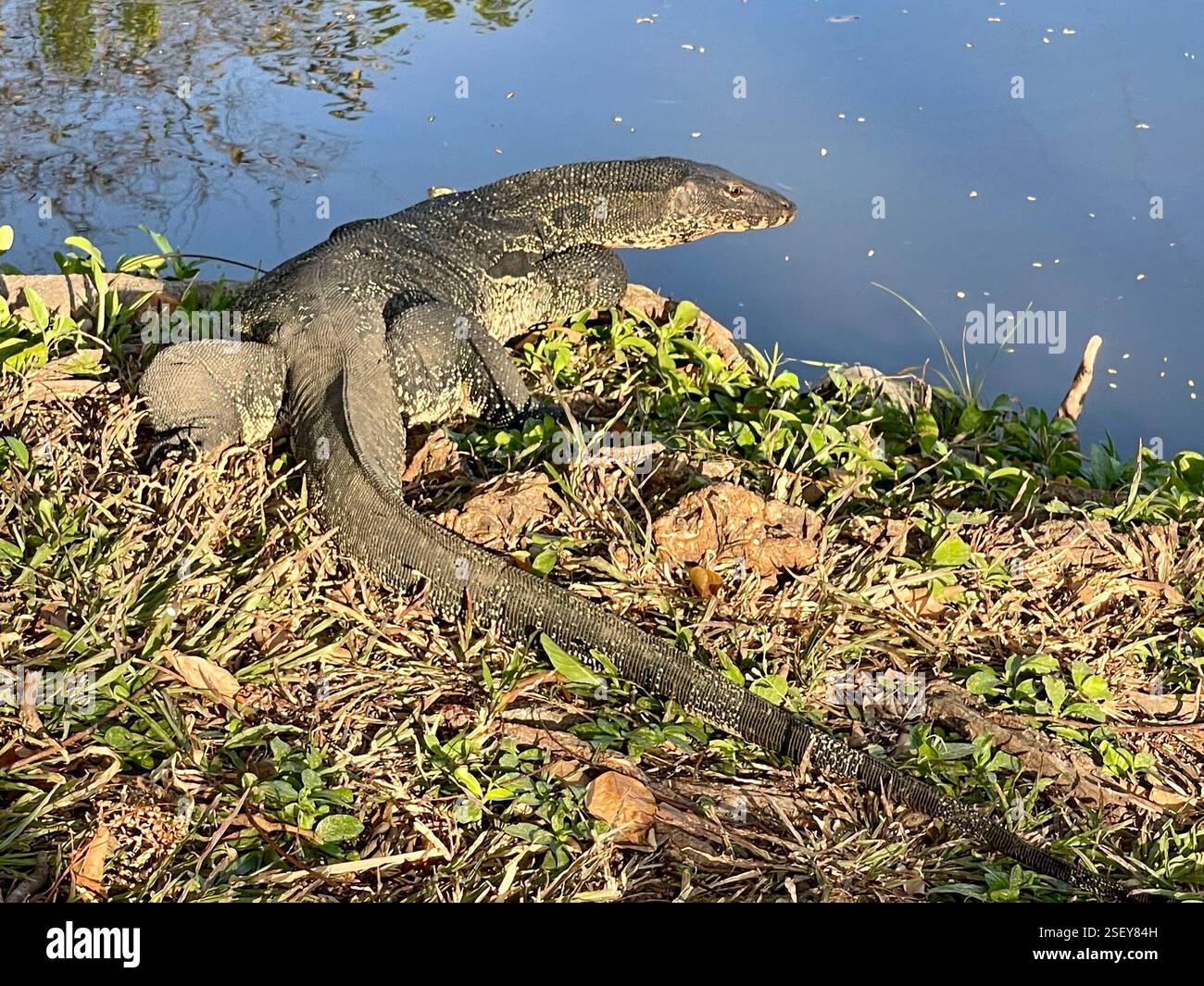 Southeast Asian Water Monitor (Varanus salvator macromaculatus ...