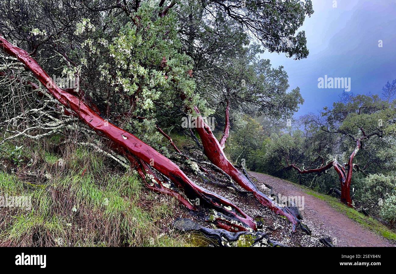 Big Berry Manzanita (Arctostaphylos glauca), Plantae, Calero County ...