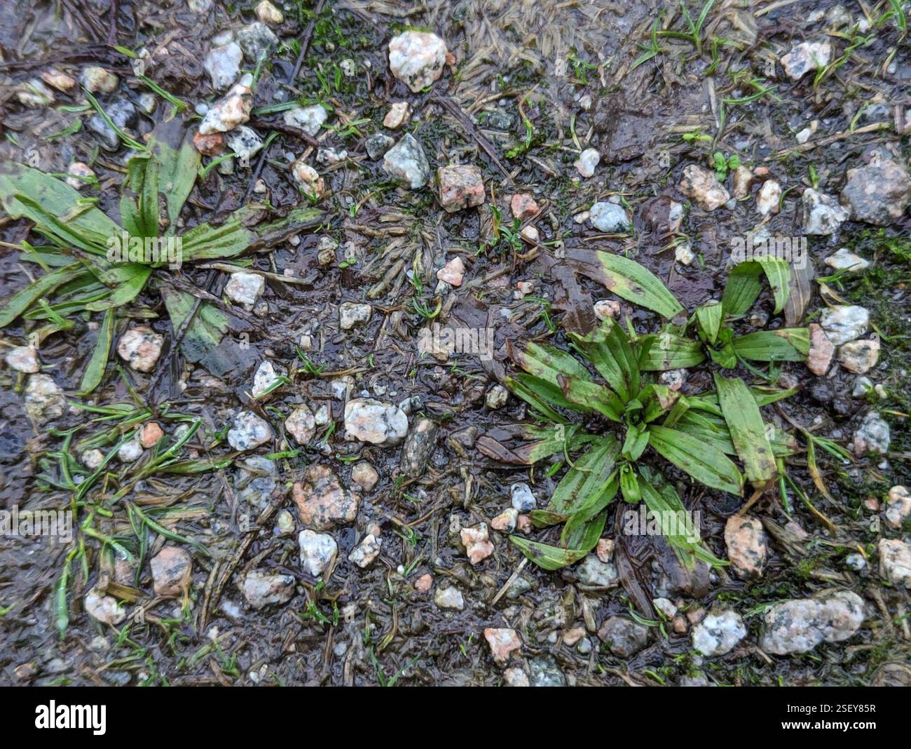 ribwort plantain (Plantago lanceolata), Plantae, Vancouver, BC V6R 1B5 ...