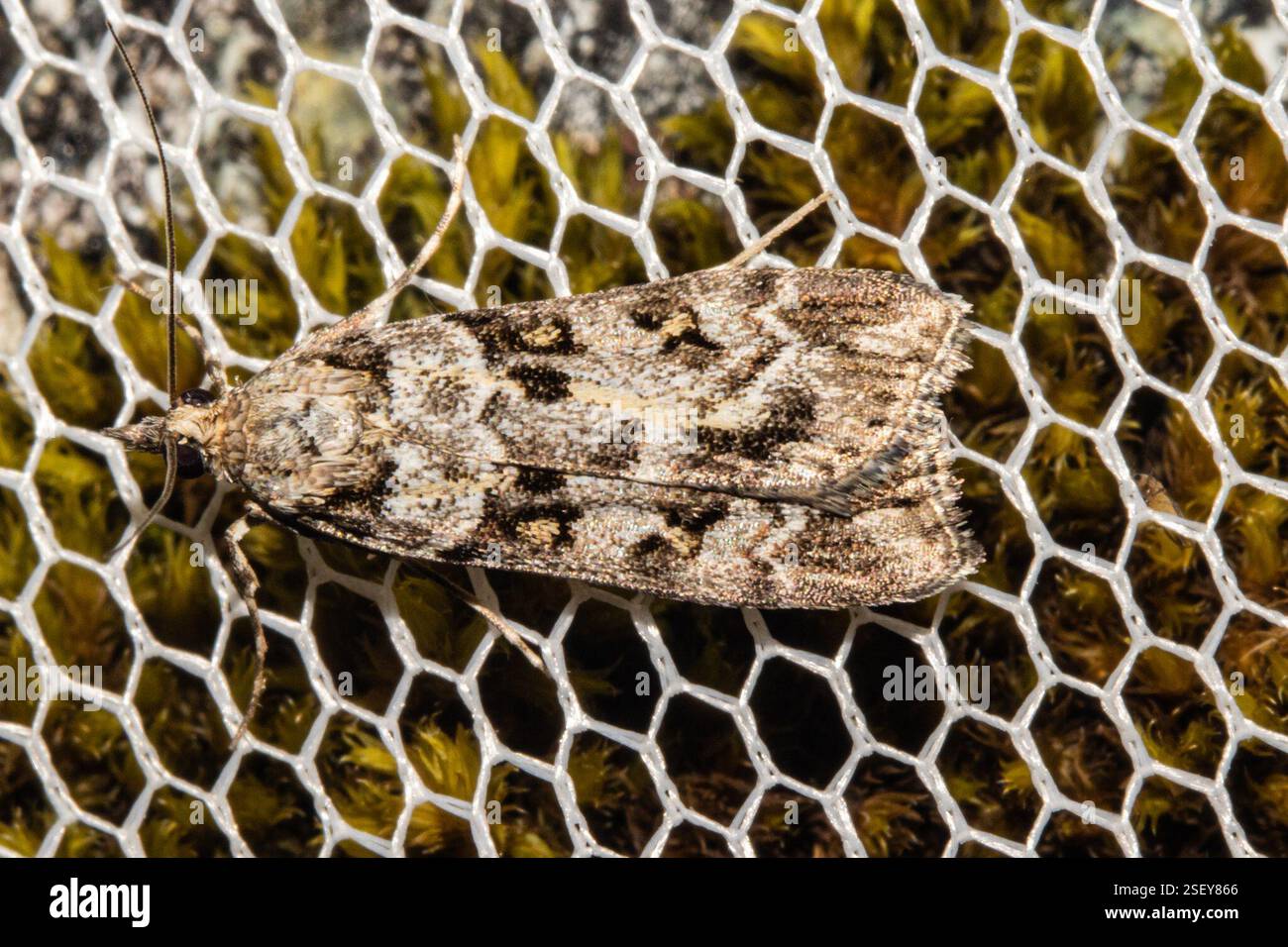 Shining Scoparia (Eudonia diphtheralis), Insecta, Southland District ...