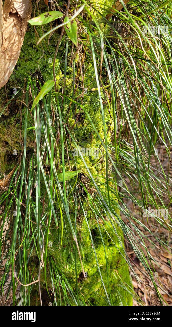 Shoestring Fern (Vittaria lineata), Plantae, Silver Springs, FL 34488 ...