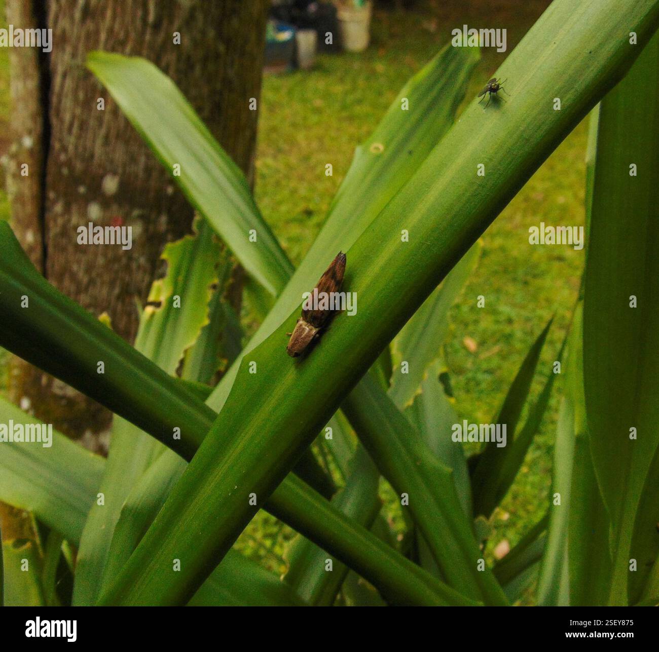 (Monocrepidius fuscofasciatus), Insecta, Avenida Luís Carlos Gentile de ...