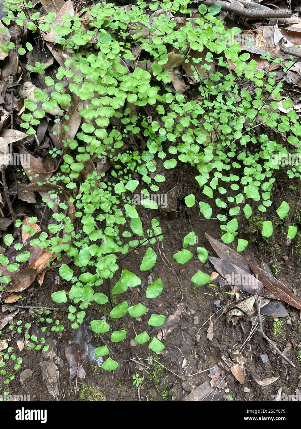 California Maidenhair Fern (Adiantum jordanii), Plantae, Rancho San ...