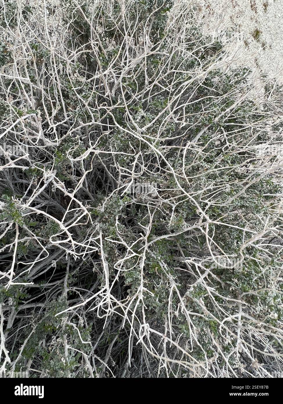 Burrobush (Ambrosia dumosa), Plantae, Anza-Borrego Desert State Park ...