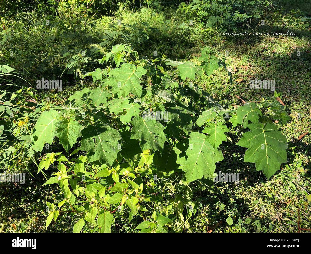 tropical soda-apple (Solanum viarum), Plantae, Taunggyi, Myanmar ...